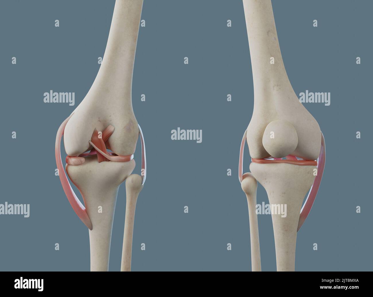 Ligament transverse du genou Banque de photographies et d’images à ...