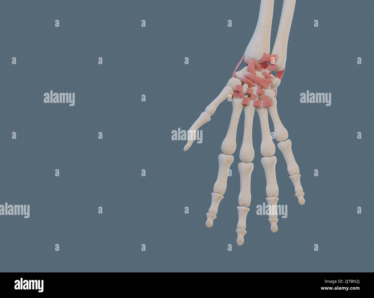 Vue rapprochée de l'articulation du poignet, avec les ligaments et les ...