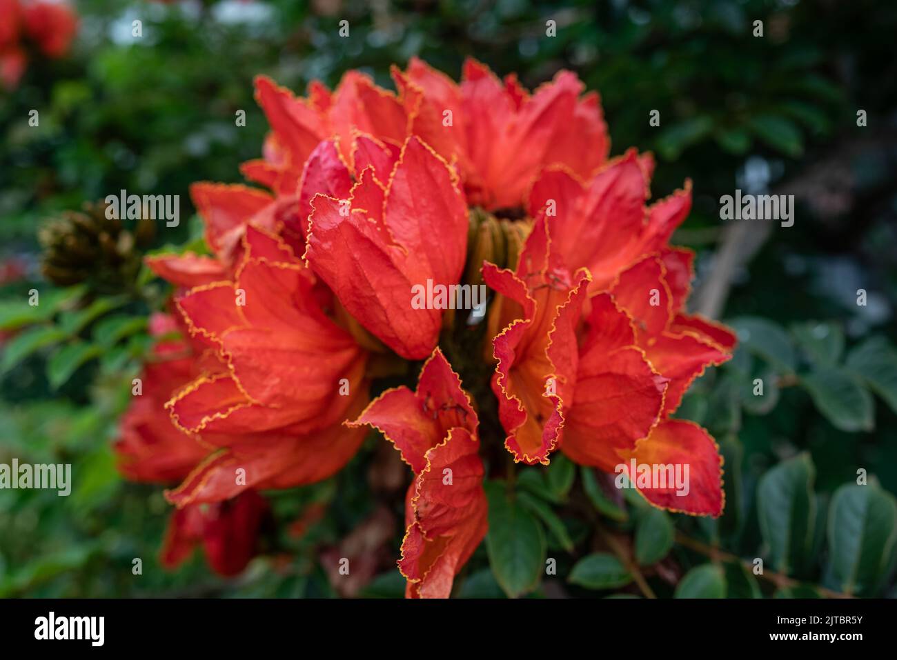 Feuilles de flammes Banque de photographies et d’images à haute ...