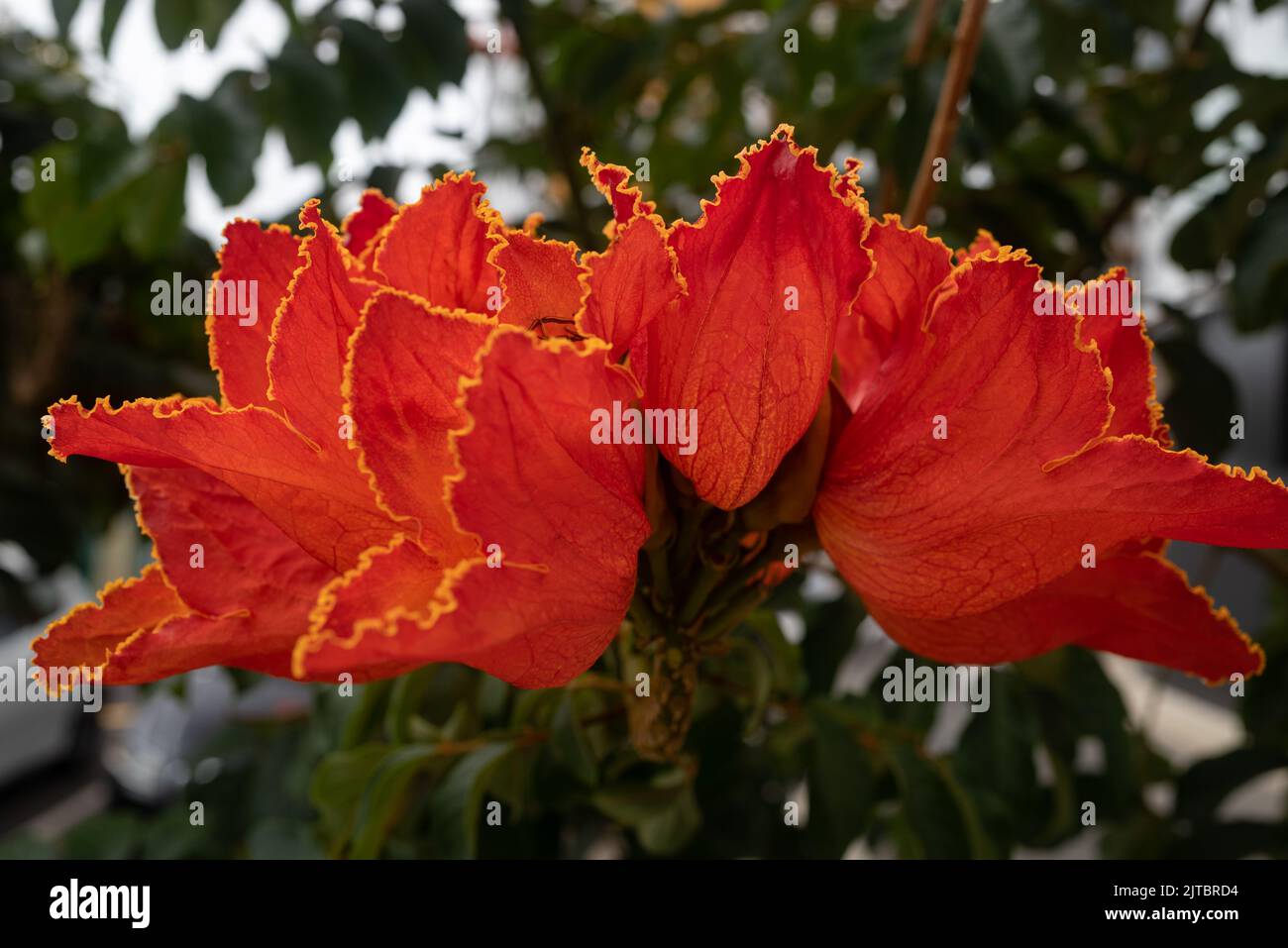 American tulip tree Banque de photographies et d’images à haute ...