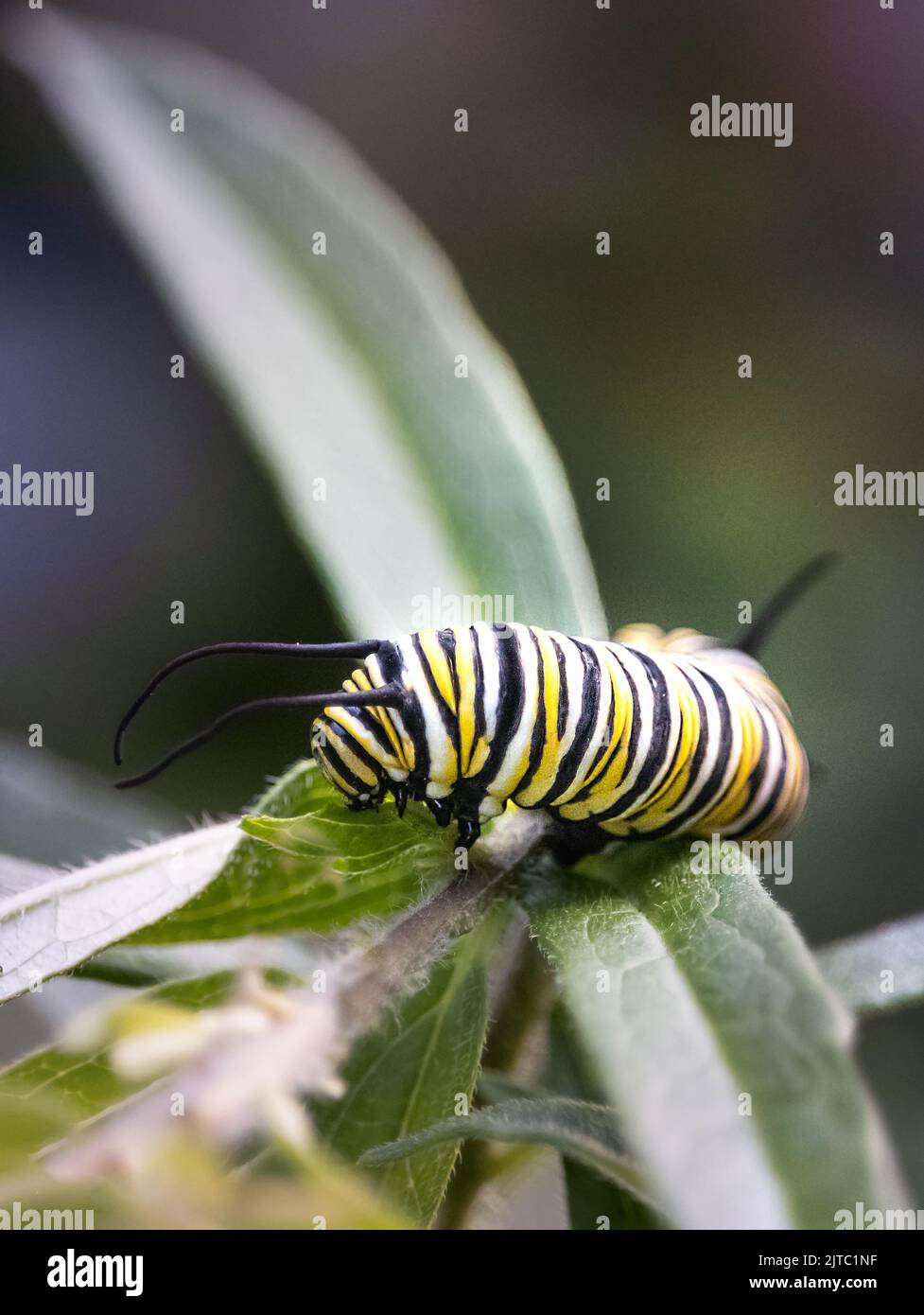 Chenille papillon monarque commun Banque de photographies et d’images à ...