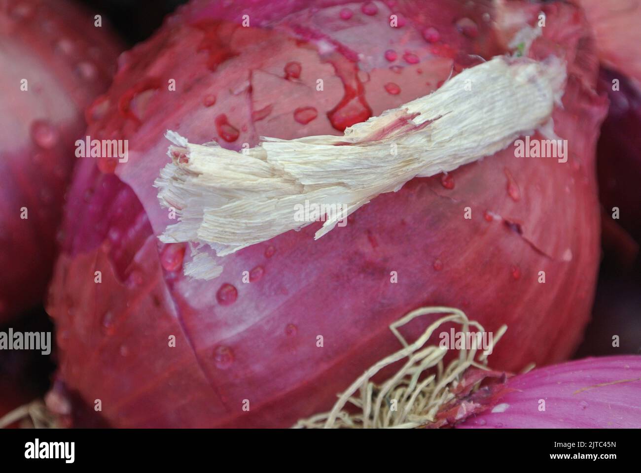 Oignon gros plan Banque de photographies et d’images à haute résolution ...