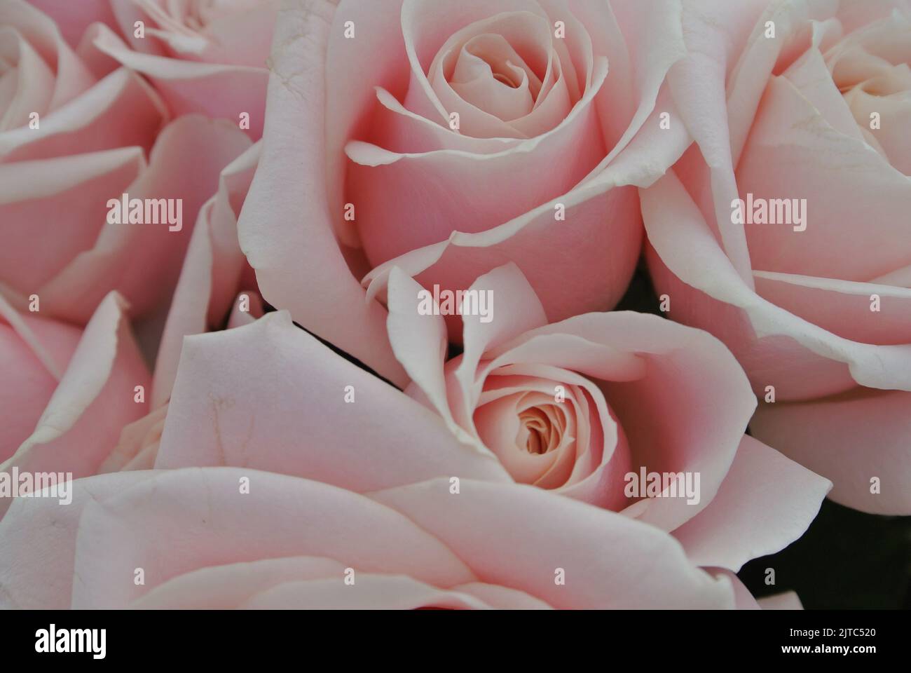 Bouquet de roses de la saint valentin Banque de photographies et d ...