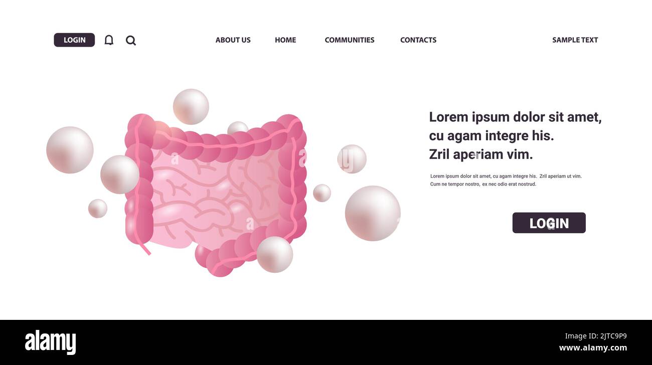 système digestif du gros et du petit intestin humain anatomie du ...