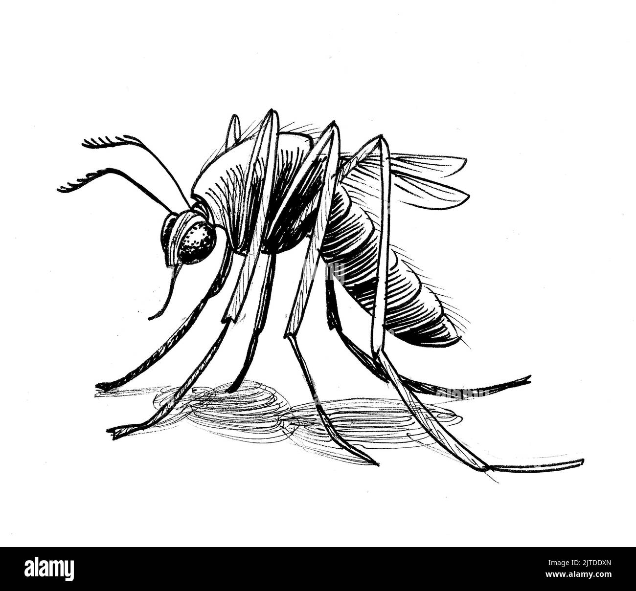 Dessin insecte noir et blanc Banque d'images détourées - Alamy