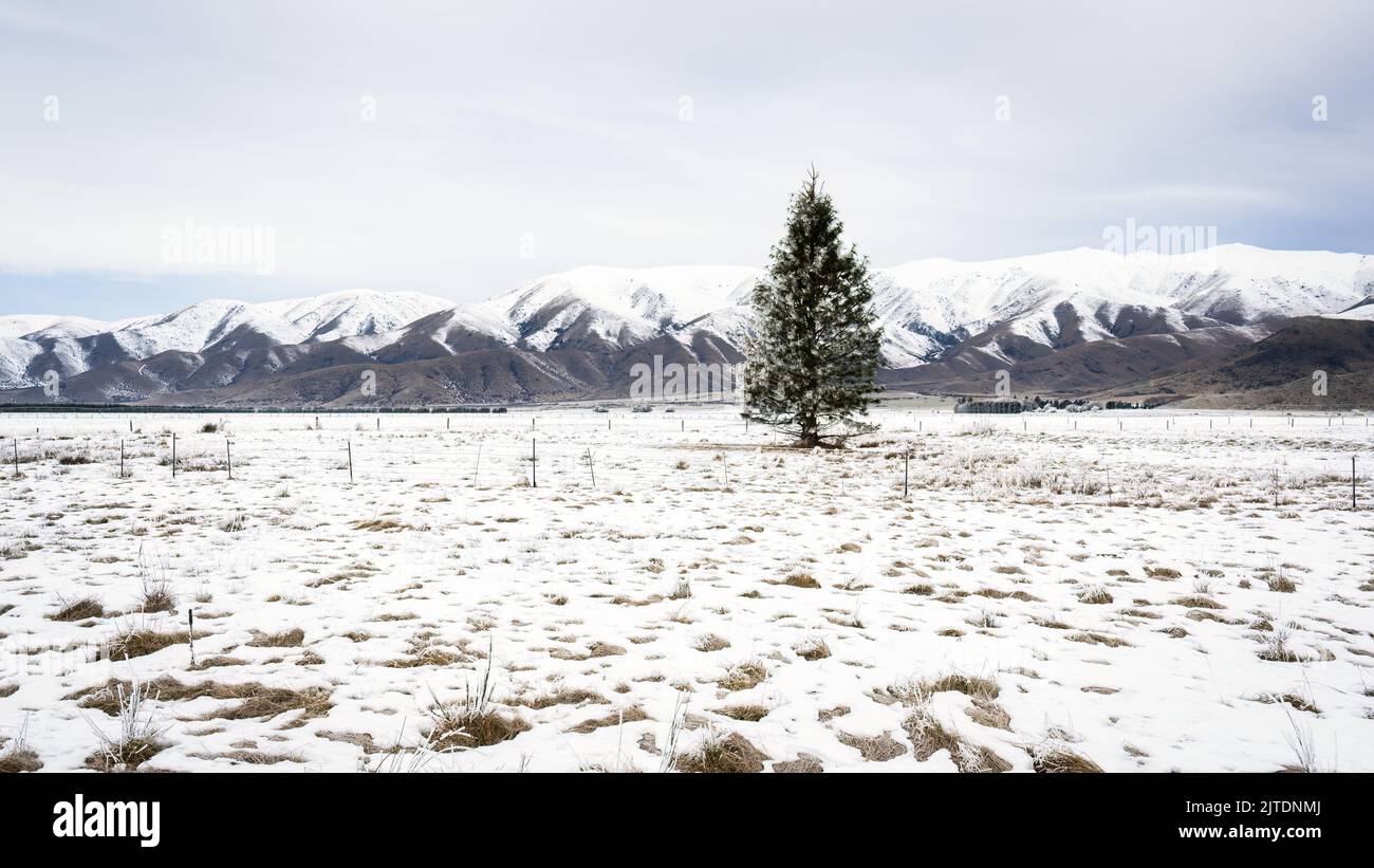 Arbre isolé situé au milieu de terres agricoles enneigées avec des ...