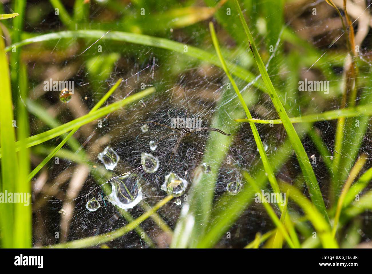 Rain spider africa Banque de photographies et d’images à haute ...