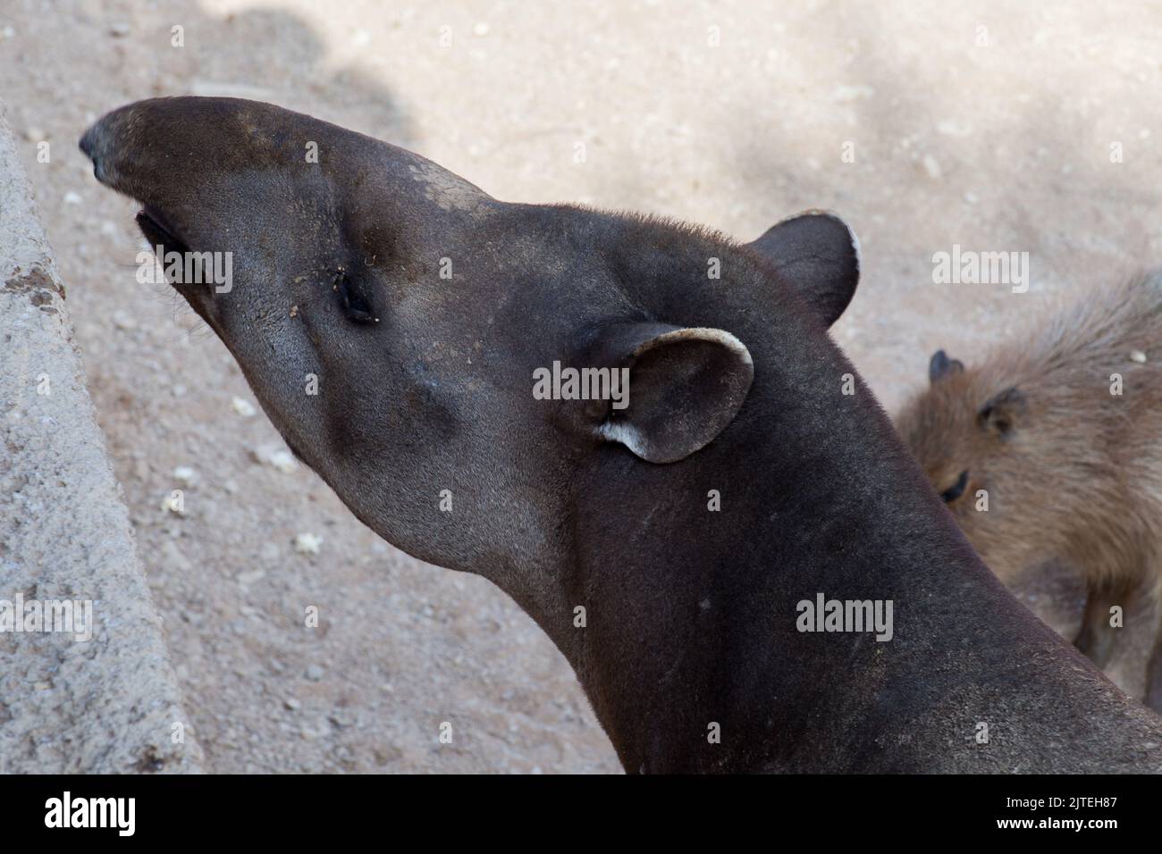 Ugly animal Banque de photographies et d’images à haute résolution - Alamy