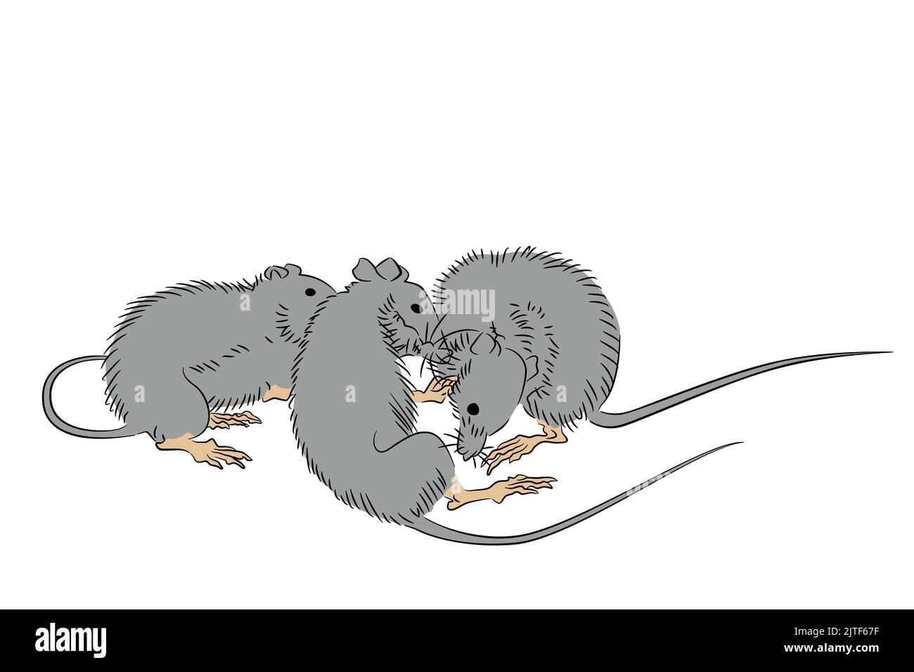 Three rats Banque d'images détourées - Alamy