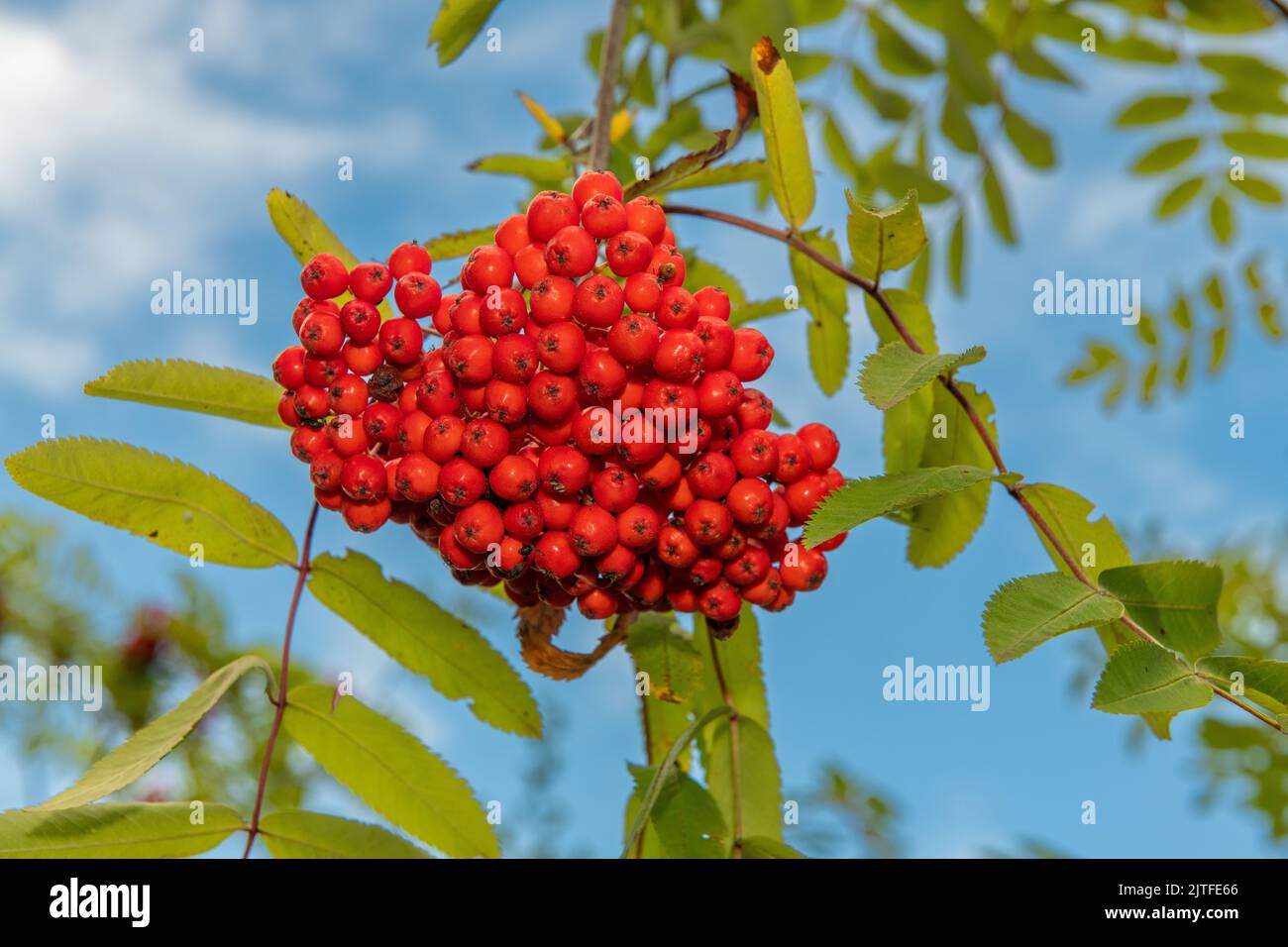 Rowan sorbus aucuparia baies et feuilles contre un ciel bleu Banque de ...