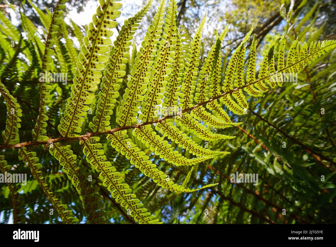 Face inférieure de la face avant de la fougères, Dryopteris affinis, la ...