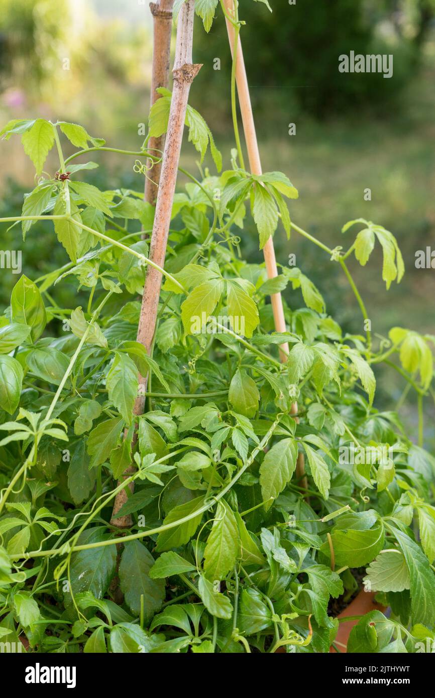 Jiaogulan gynostemma pentaphyllum Banque de photographies et d’images à ...