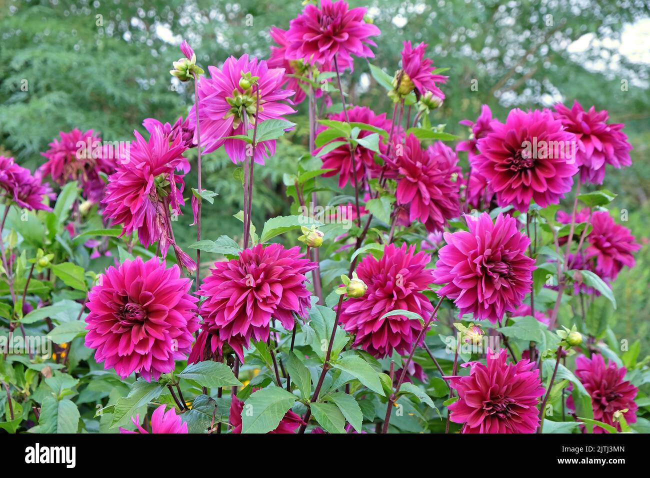 Dahlia thomas edison Banque de photographies et d’images à haute ...