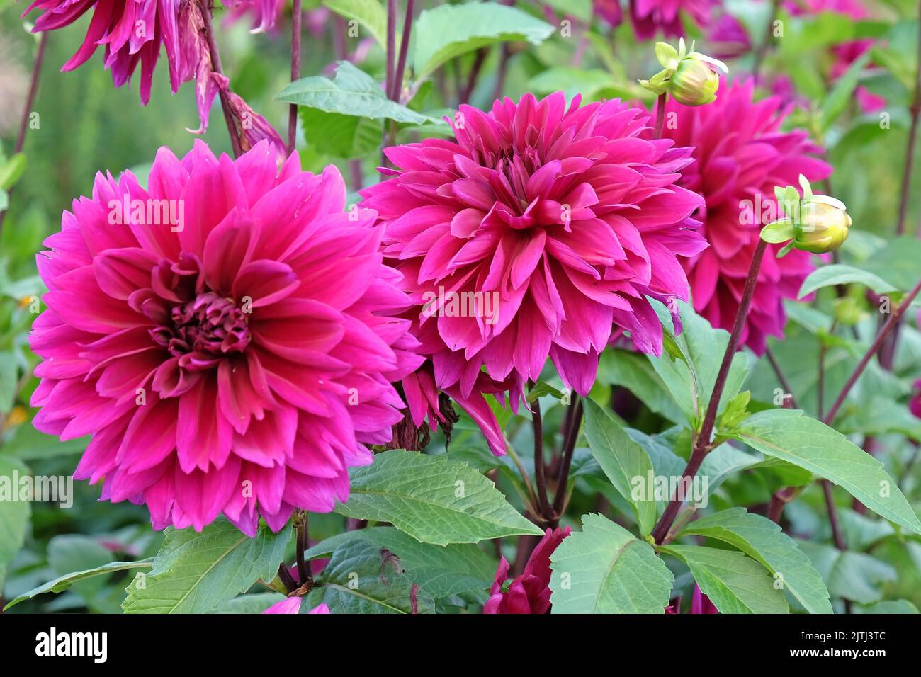 Dahlia thomas edison Banque de photographies et d’images à haute ...