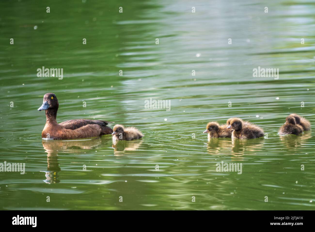 La femelle toufté de canard tourbillonne avec ses canetons dans l'eau ...