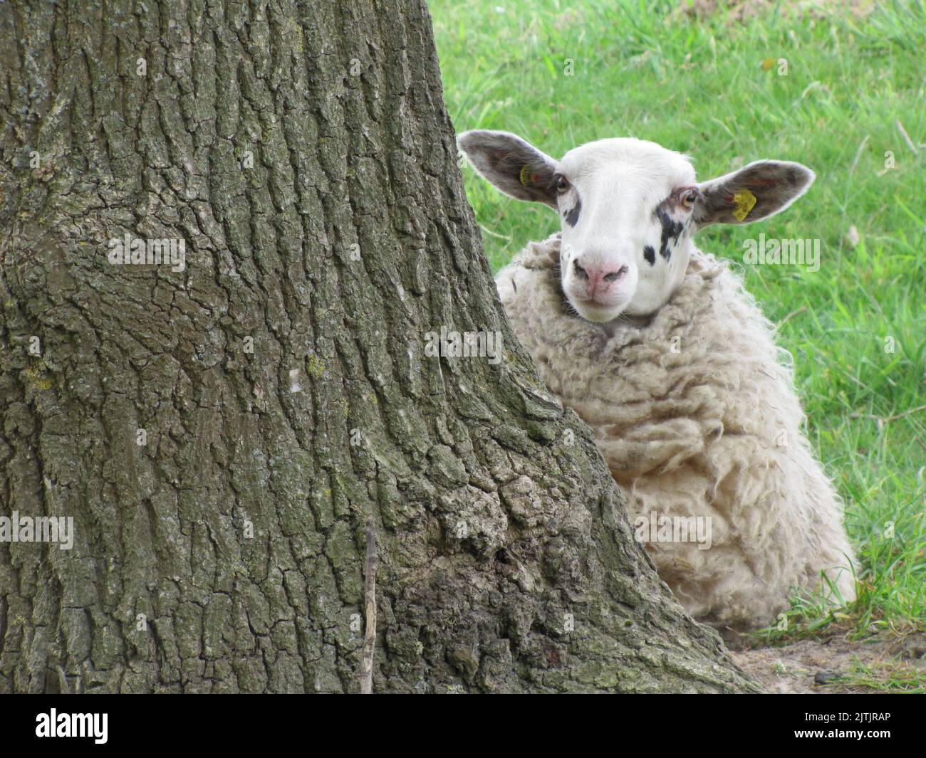 Portrait en gros plan d'un mouton texel qui broutage dans un pâturage ...