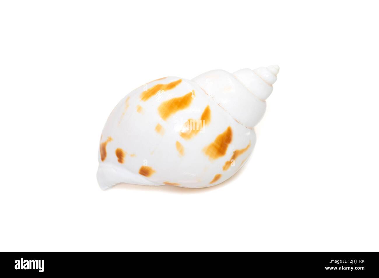 Image de babylonia areolata est une espèce d'escargot de mer, un ...