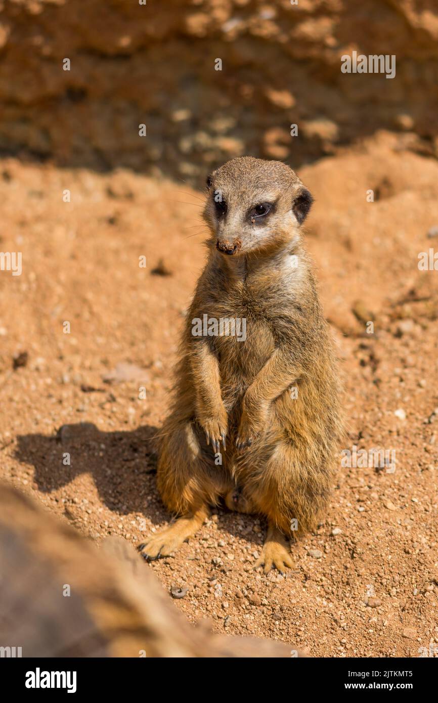 Meerkat animal (nom latin Suricata suricata) dans la nature. Détail de ...