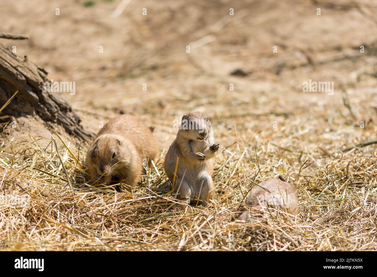 Le chien des Prairies (nom latin Cynomys ludovicianus) au sol. Animal ...