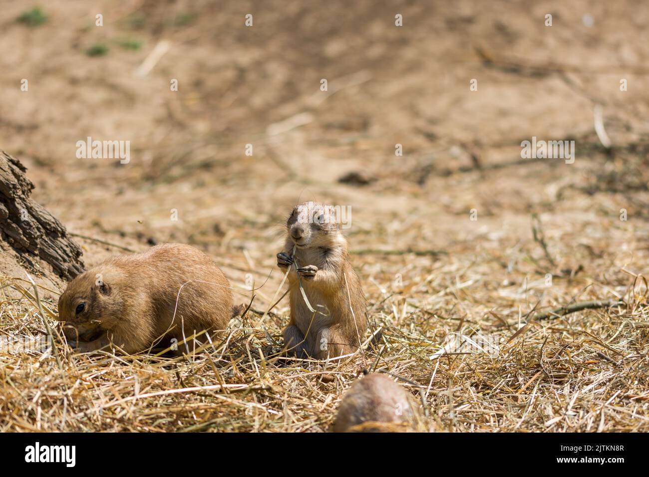 Le chien des Prairies (nom latin Cynomys ludovicianus) au sol. Animal ...