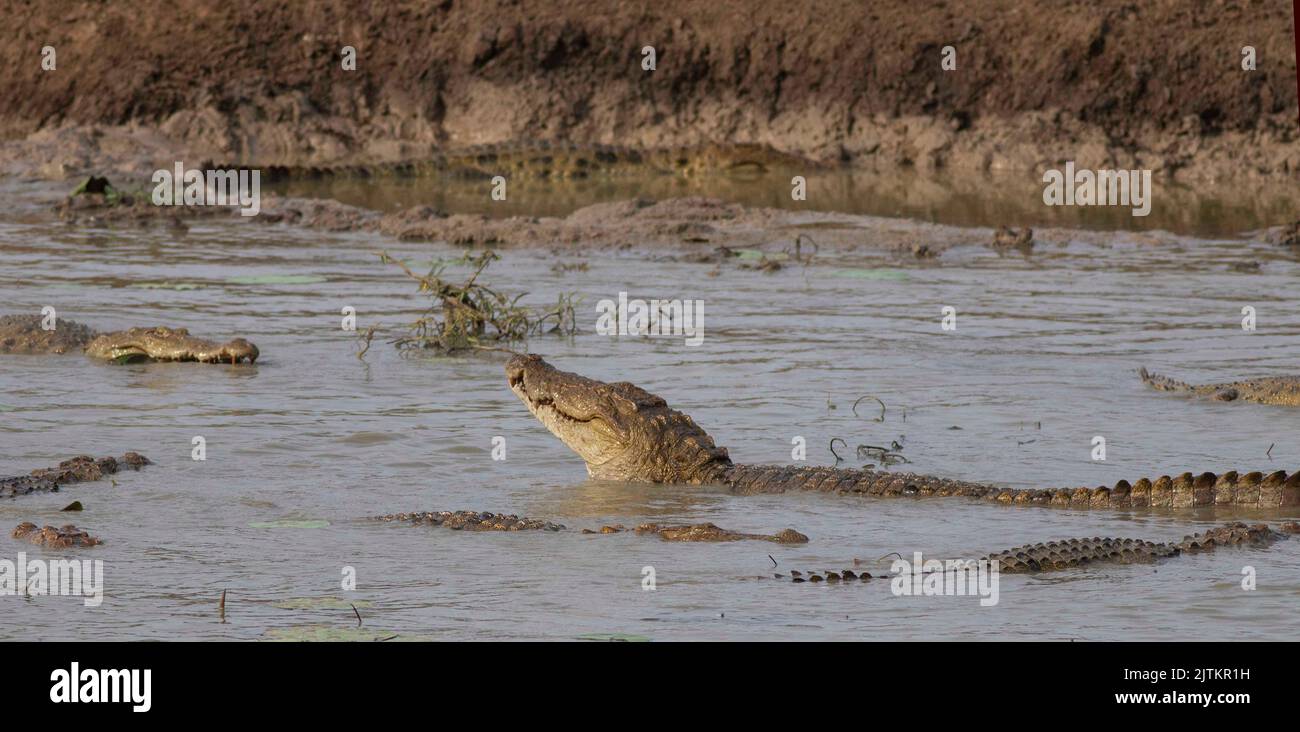 Le crocodile se nourrissant; le crocodile se nourrissant du poisson ...