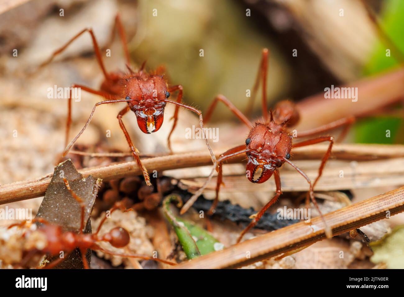 Atta texana Banque de photographies et d’images à haute résolution - Alamy