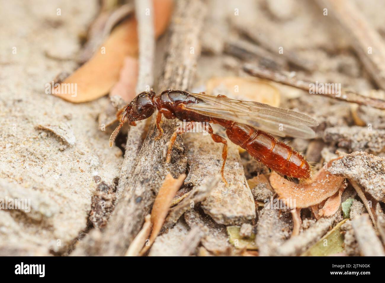 Fourmis légionnaires dorylinae Banque de photographies et d’images à ...