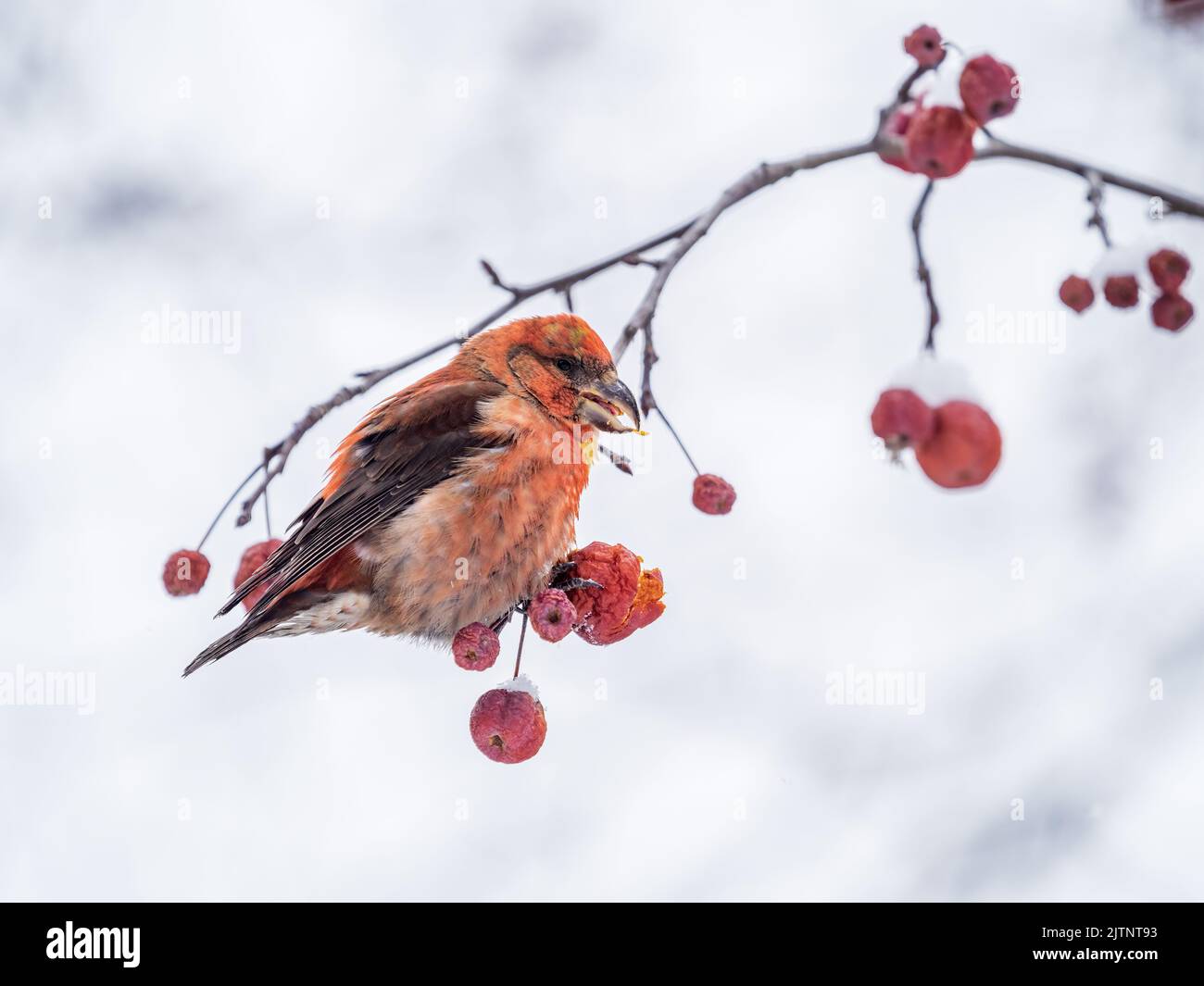 Le mâle de Red Crossbill assis sur la branche de l'arbre et mange des ...
