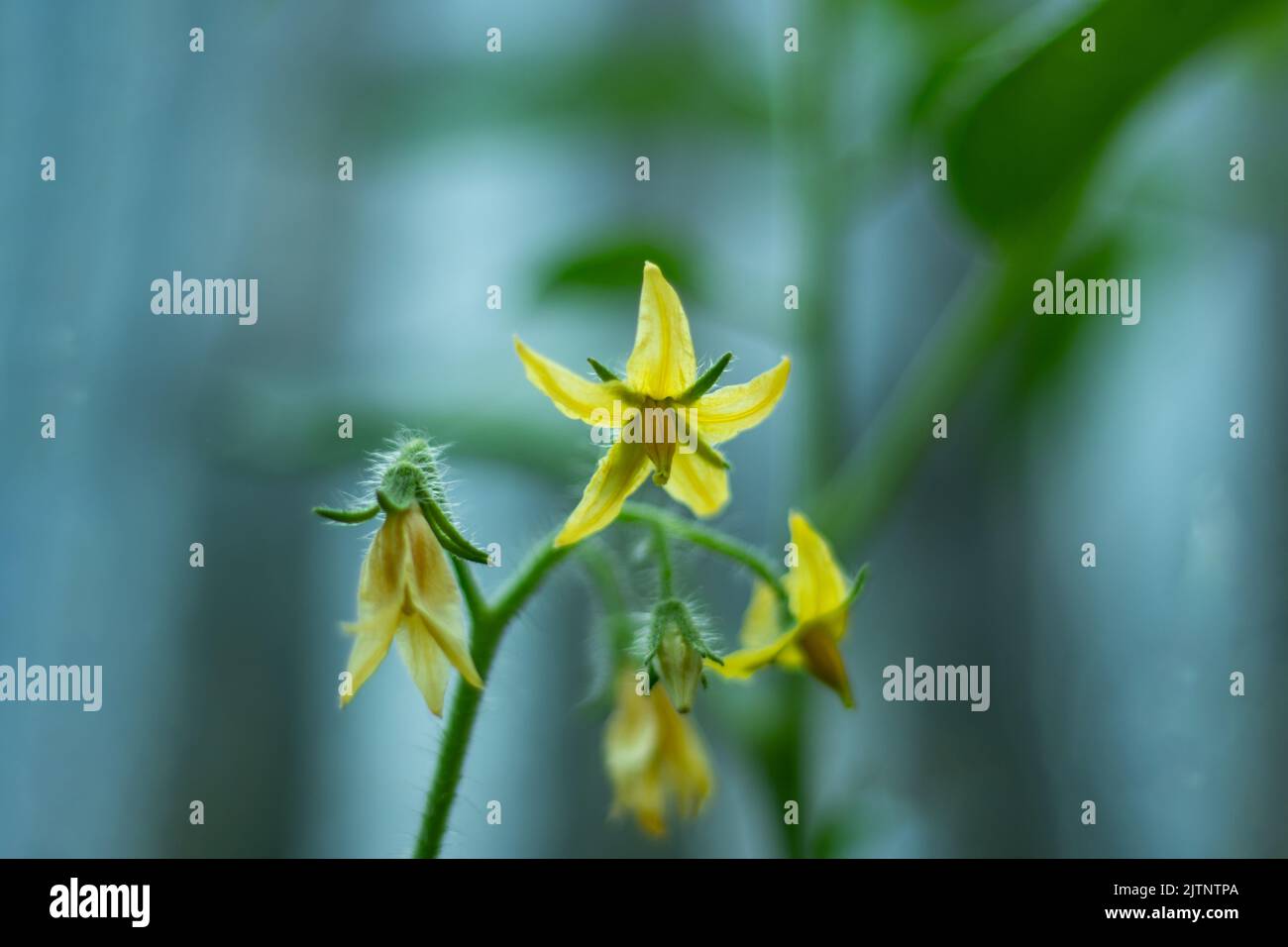 Les tomates ont des fleurs parfaites, ce qui signifie que les organes ...