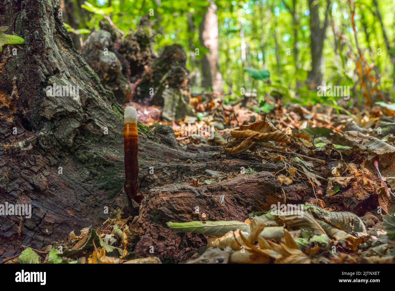 Mycélium de champignons Banque de photographies et d’images à haute ...