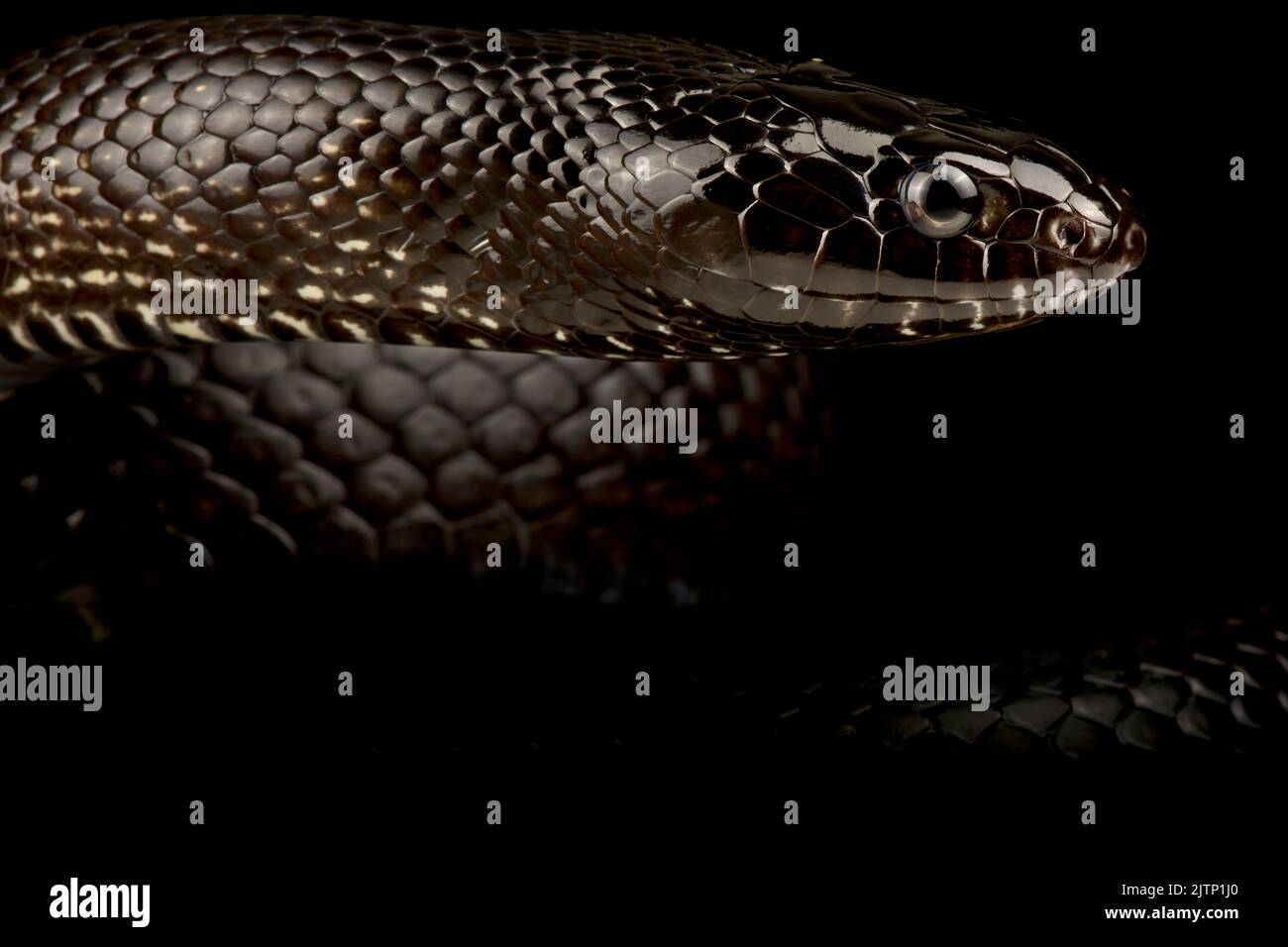 Couleuvre noire Banque de photographies et d’images à haute résolution - Page 5 - Alamy