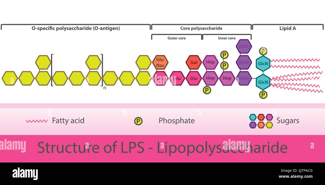 Membrane lipopolysaccharidique Banque de photographies et d’images à ...
