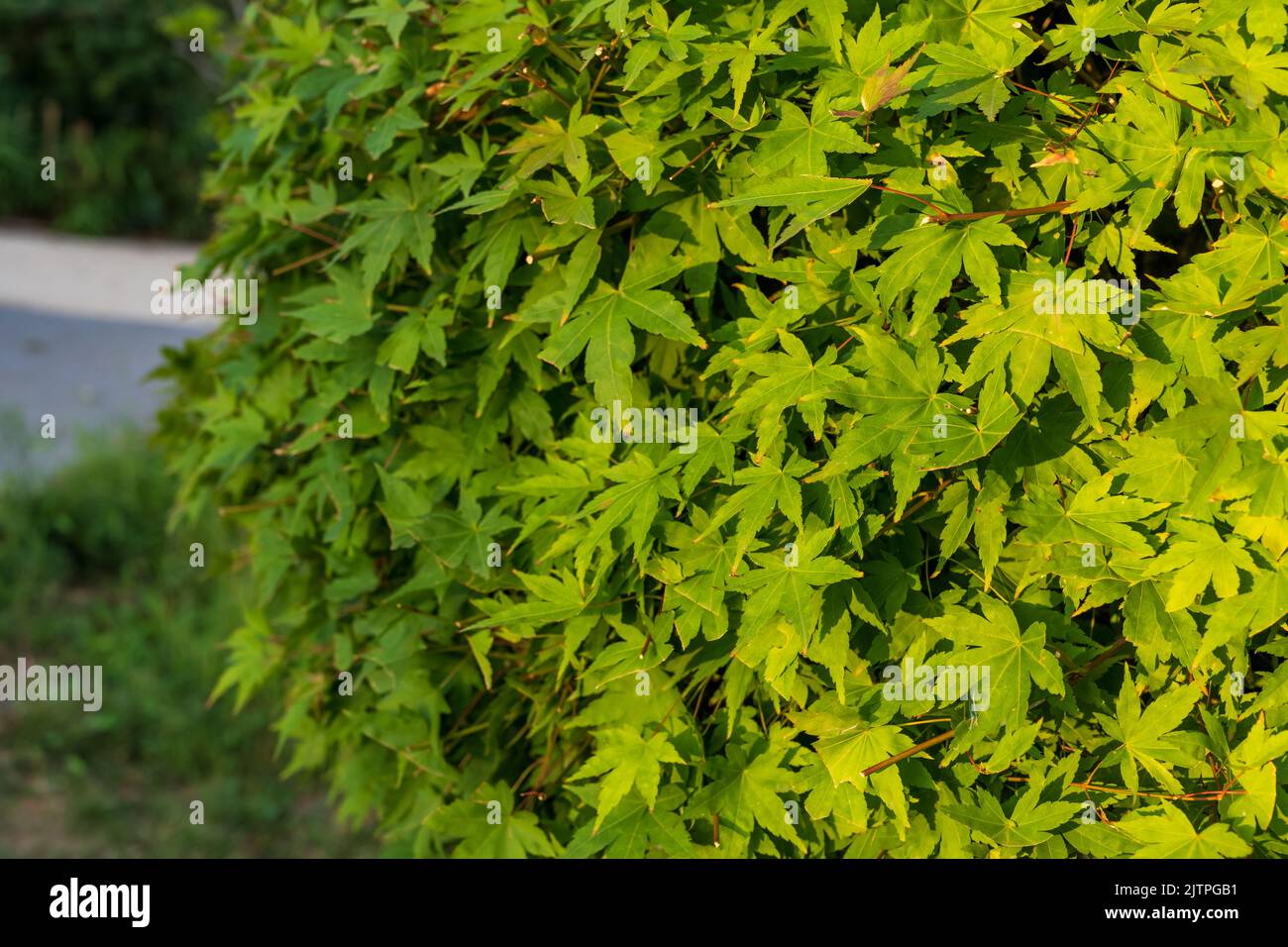 Acer palmatum dissectum garnet Banque de photographies et d’images à ...