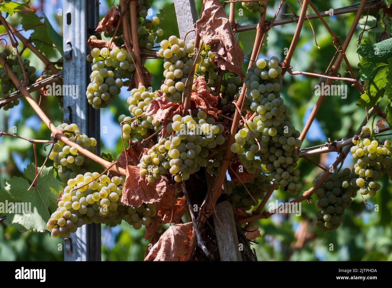 Trauben im herbst Banque de photographies et d’images à haute ...