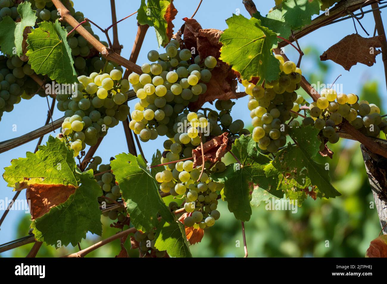 Trauben im herbst Banque de photographies et d’images à haute ...