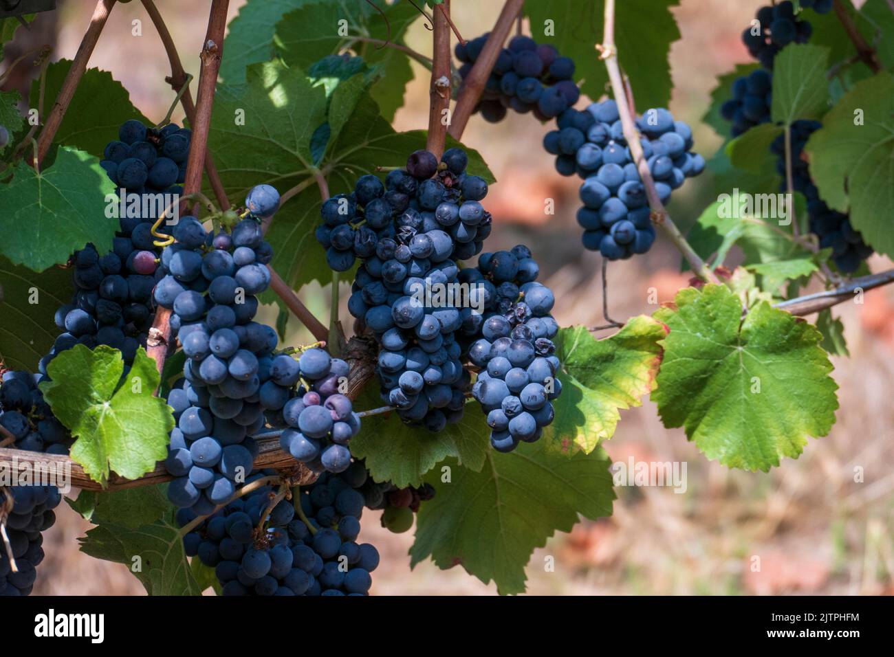 Trauben im herbst Banque de photographies et d’images à haute ...