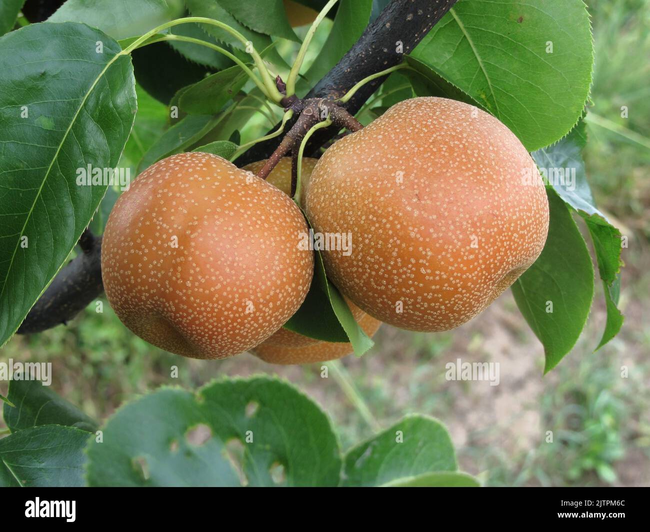 Poires Nashi connu aussi sous le nom de poire pomme accroché sur l ...