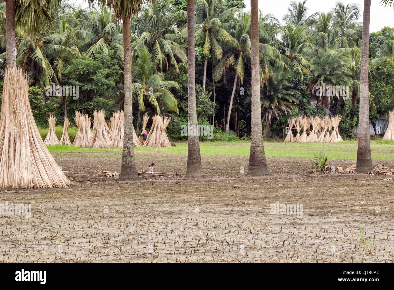 Des bâtons de jute sont rassemblés en un seul endroit et séchés. Le ...
