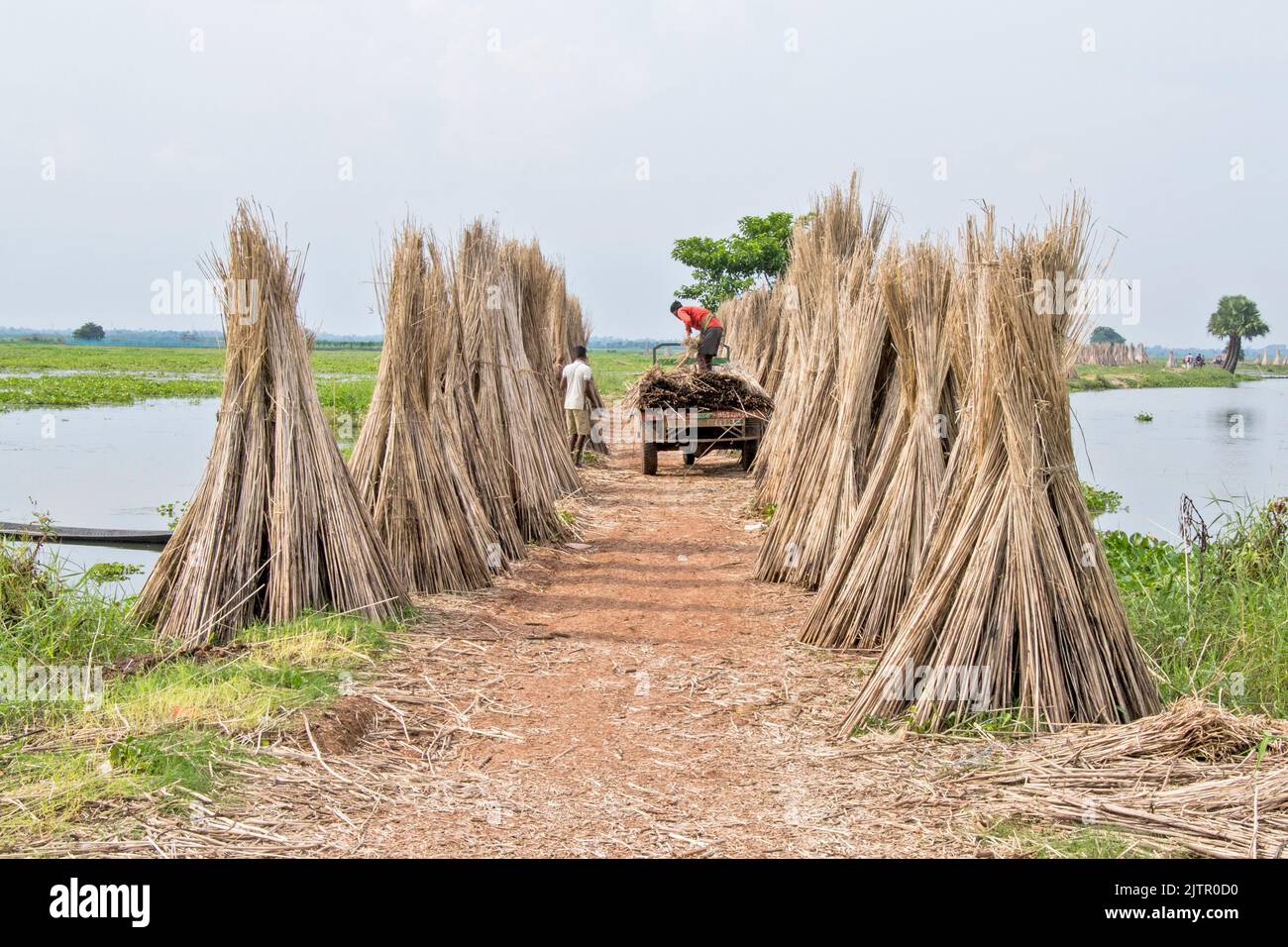 Des bâtons de jute sont rassemblés en un seul endroit et séchés. Le ...