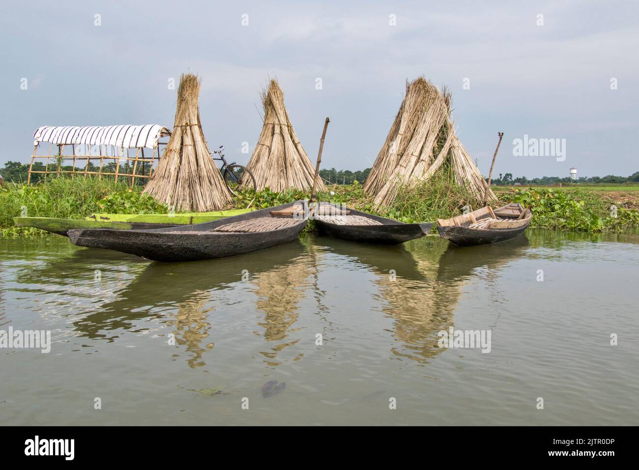 Corchorus olitorius plante Banque de photographies et d’images à haute ...