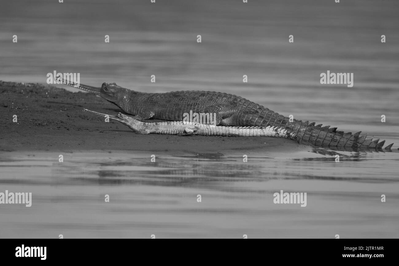 Baby gavial crocodile Banque de photographies et d’images à haute ...