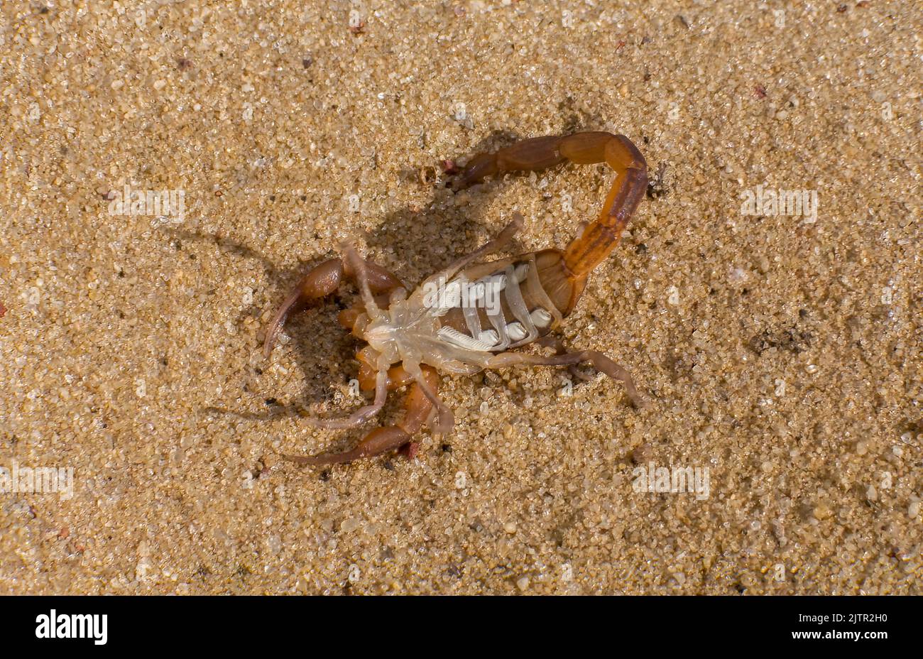 Yellow desert scorpion Banque de photographies et d’images à haute ...