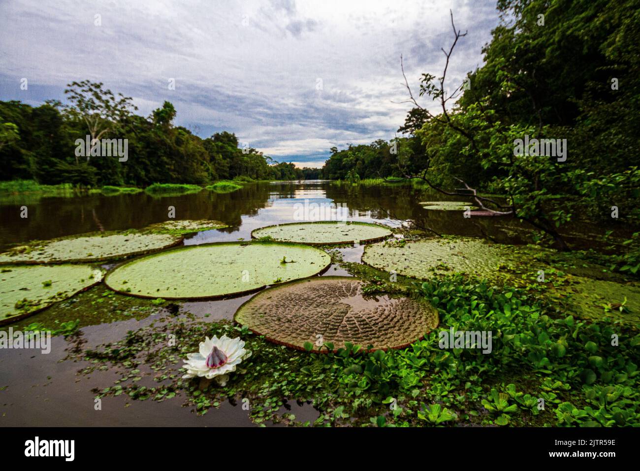 Reflet du lac de la foret amazonienne Banque de photographies et d ...