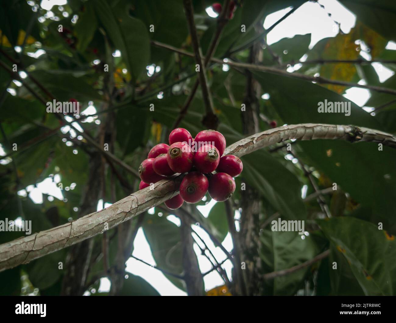Coffee plantation coffea robusta Banque de photographies et d’images à ...