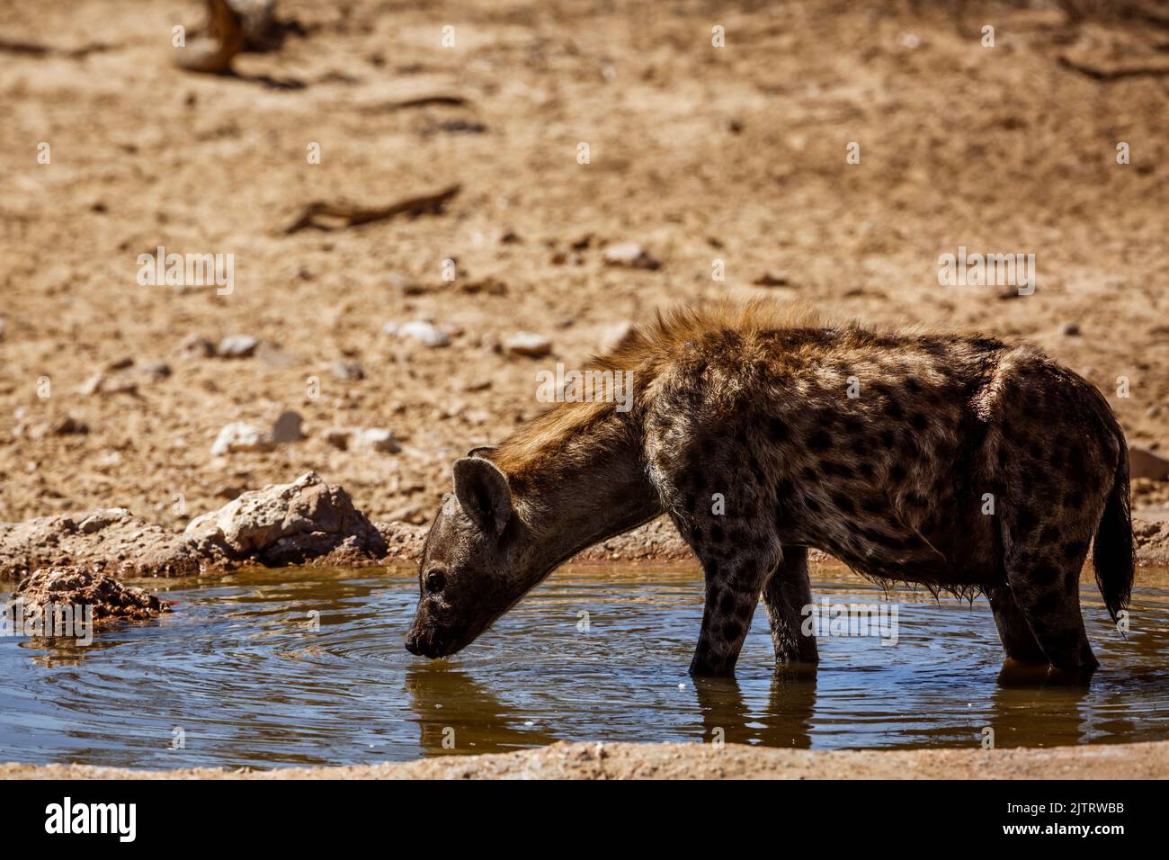 Hyène tachetée prenant du bain et buvant dans un trou d'eau dans le ...