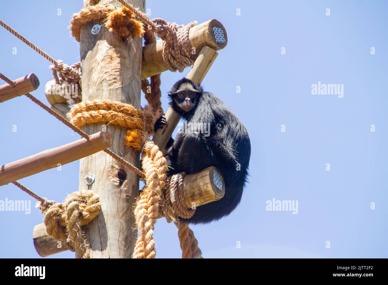 Monkey pole Banque de photographies et d’images à haute résolution - Alamy