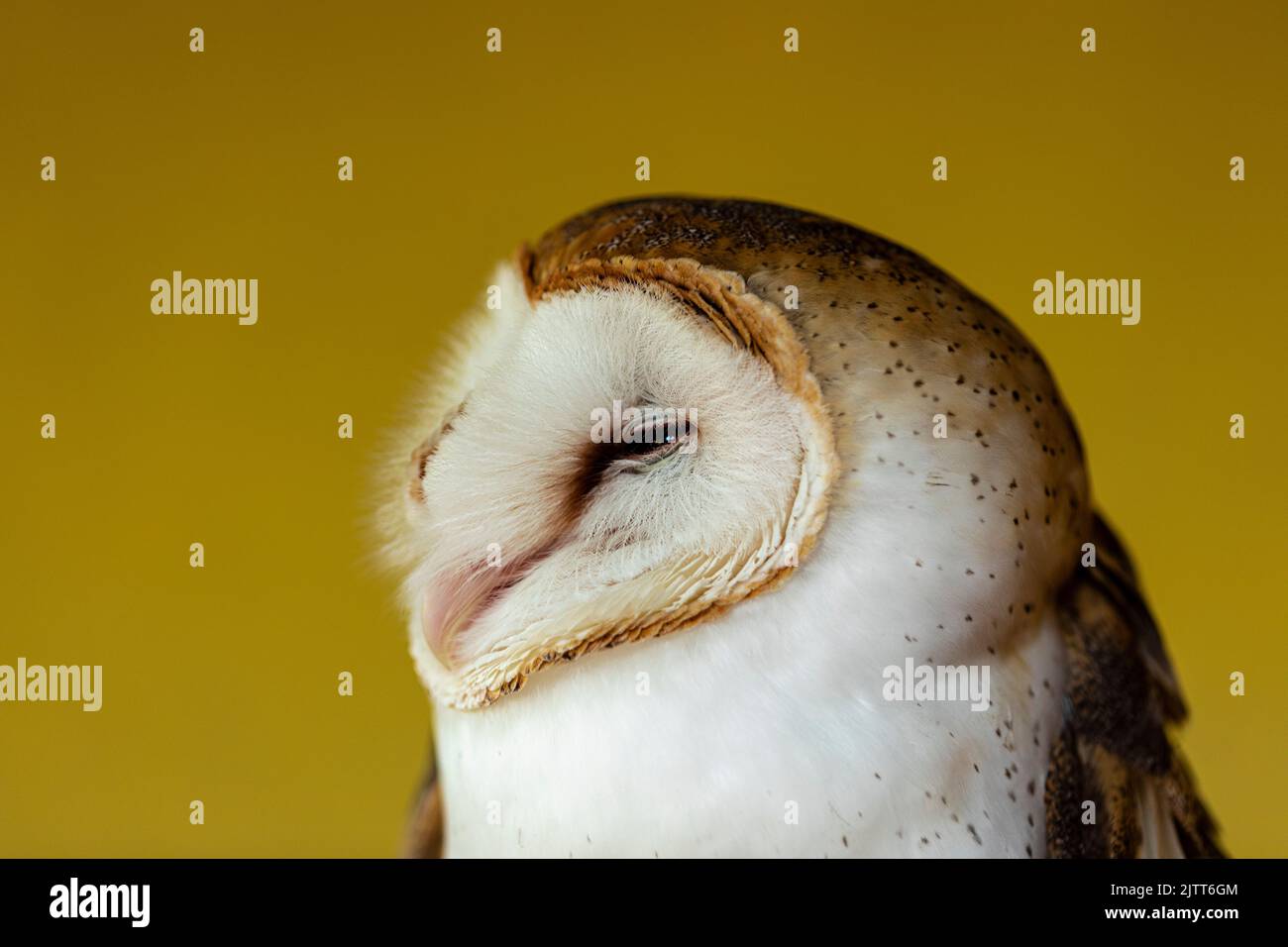 Les hiboux (famille Tytonidae) sont l'une des deux familles de hiboux ...