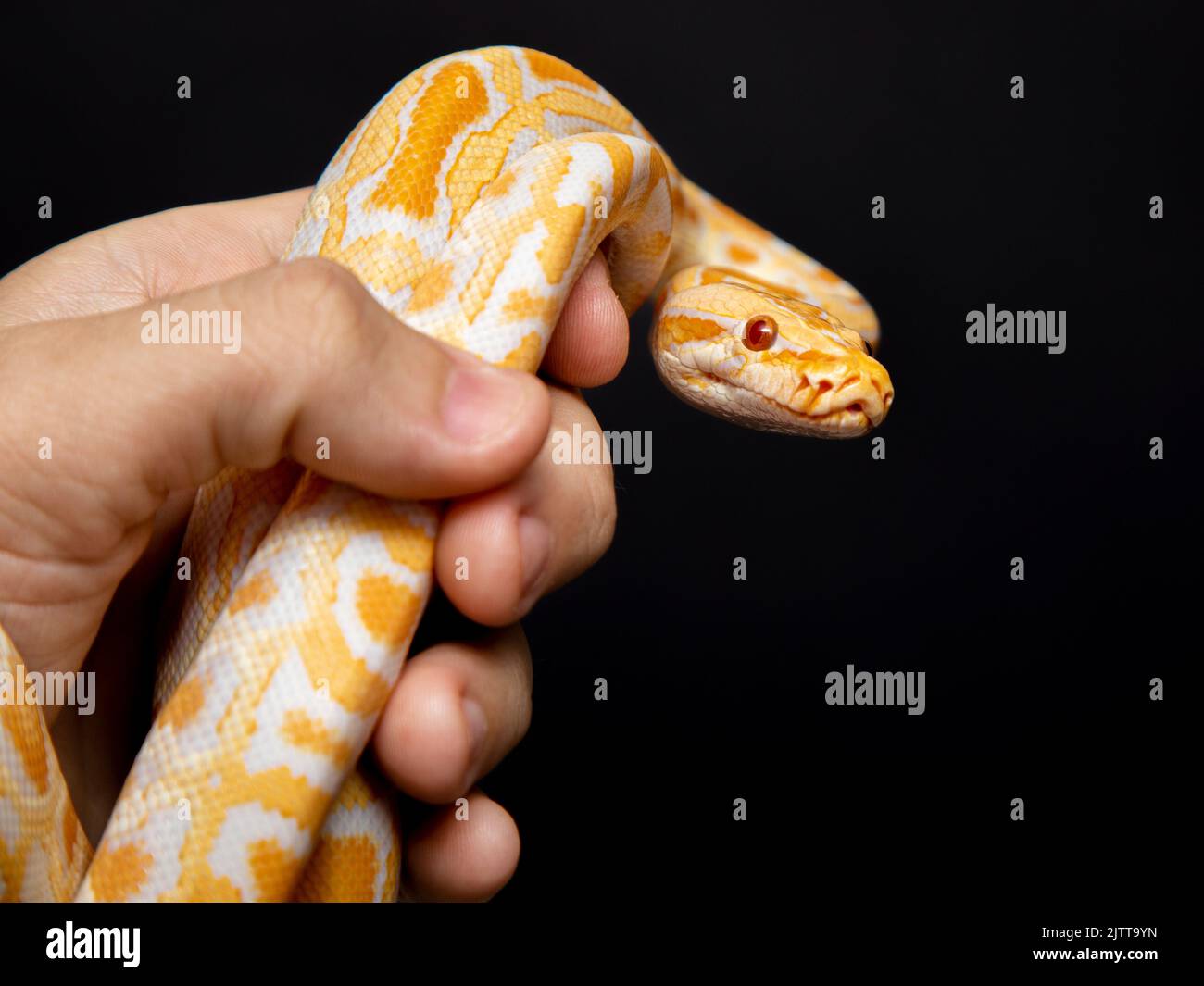 Python molurus bivitattus est l'une des plus grandes espèces de ...