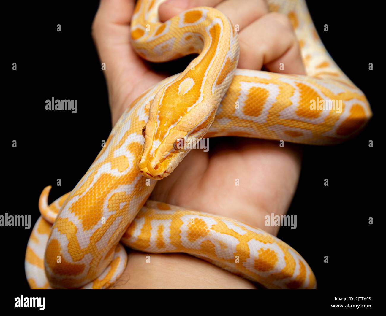 Python molurus bivitattus est l'une des plus grandes espèces de ...