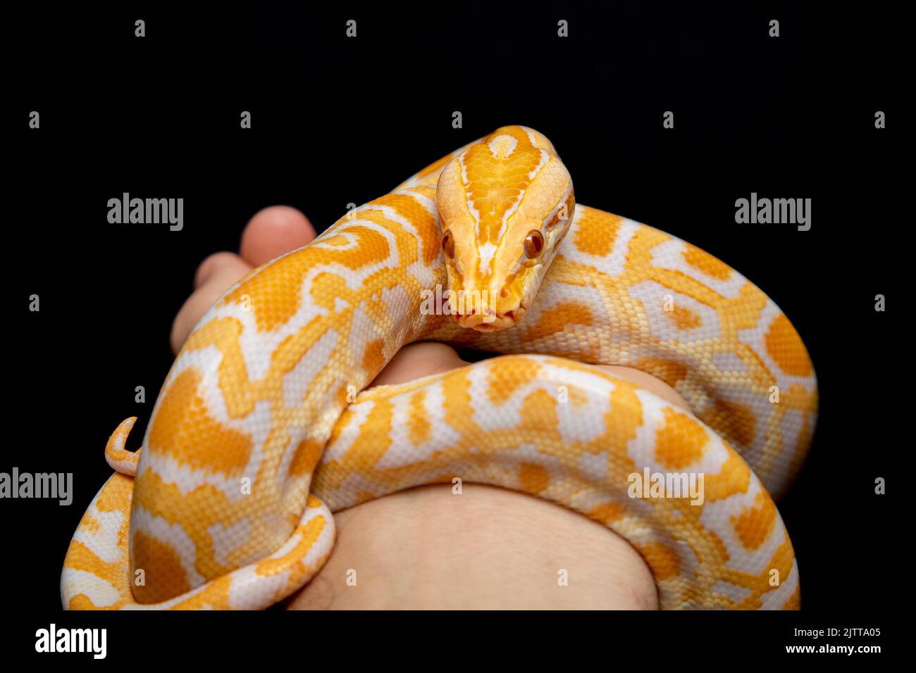 Python molurus bivitattus est l'une des plus grandes espèces de ...